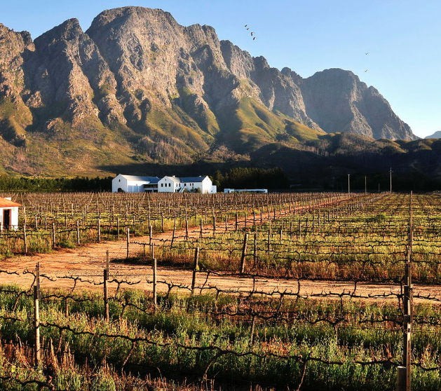 Love The Vine | Le Vignoble | Plymouth - Bath - Bristol